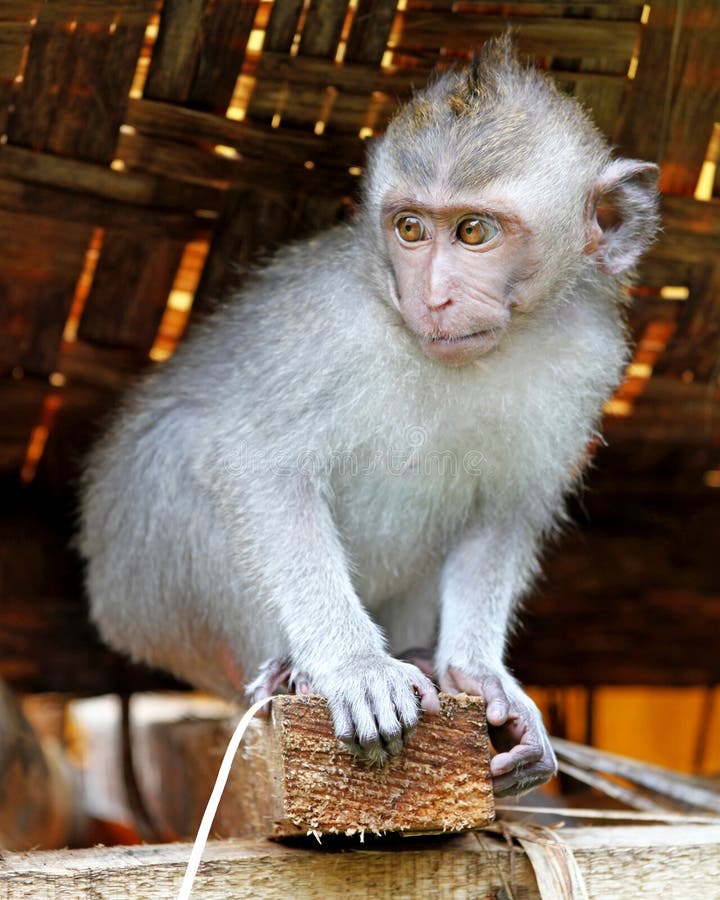 Monkey 016 stock image. Image of tree, indonesia, mionkey - 78847935
