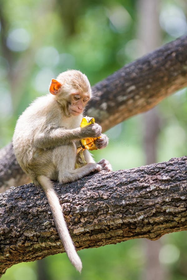 Monkey Banana Tree Stock Images - Download 1,779 Royalty Free Photos