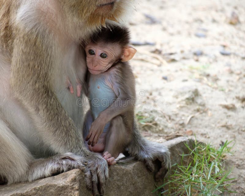 517 Monkey Embrace Stock Photos - Free & Royalty-Free Stock Photos from ...