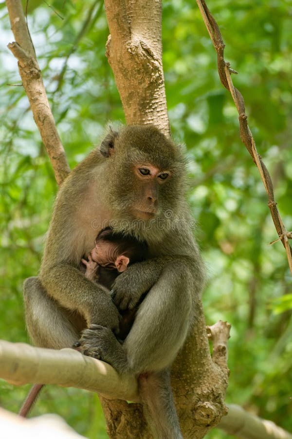 Monkey with Baby on the Tree Stock Photo - Image of rainforest, green ...