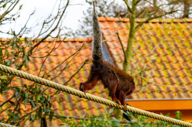 Monkey Balancing on a Rope stock image. Image of swing - 331385155