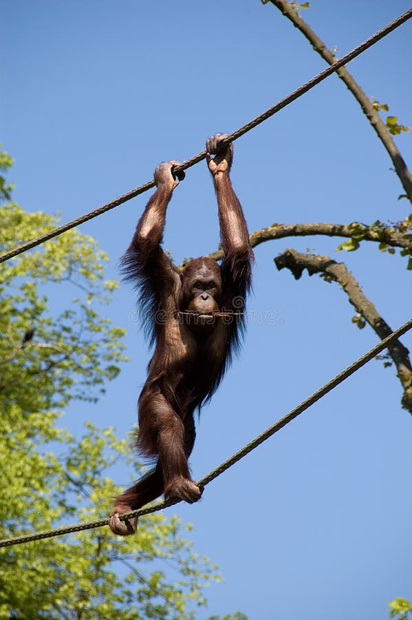 Monkey balancing on ropes stock photo. Image of balanced - 6951806