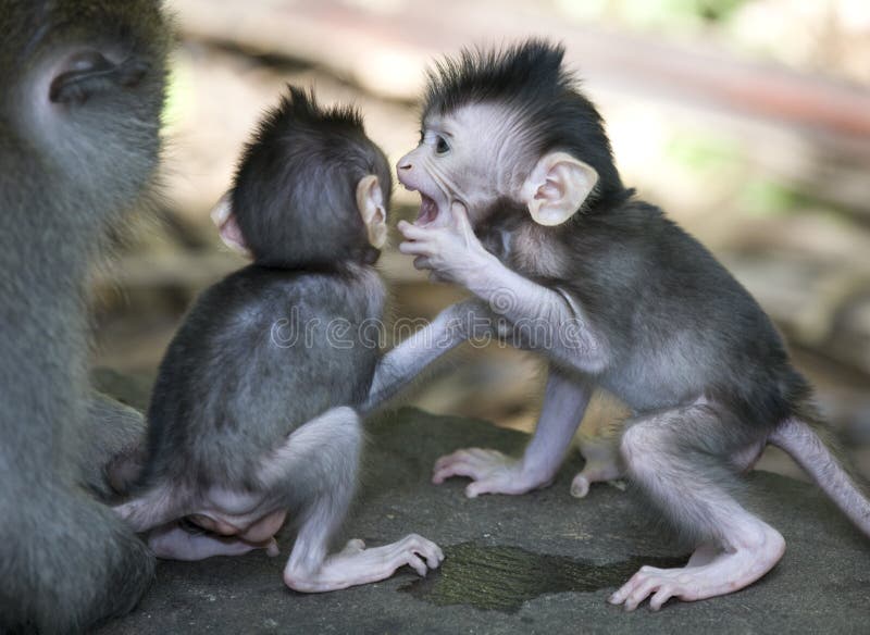 Cute baby Bonobo monkey stock photo. Image of playful - 14658206