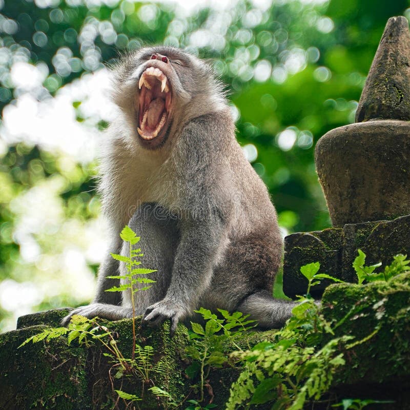 Monkey in bali stock photo. Image of monyet, forest - 350121402