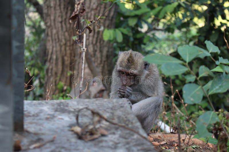 Monkey in Bali, Indonesia. stock image. Image of travel - 135868485