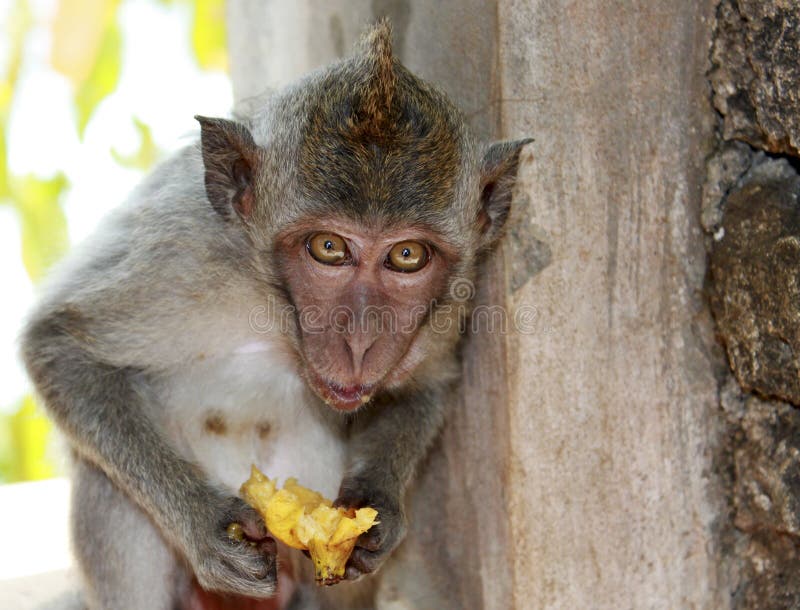 Monkey on Bali Island stock photo. Image of tourism, asian - 31108946