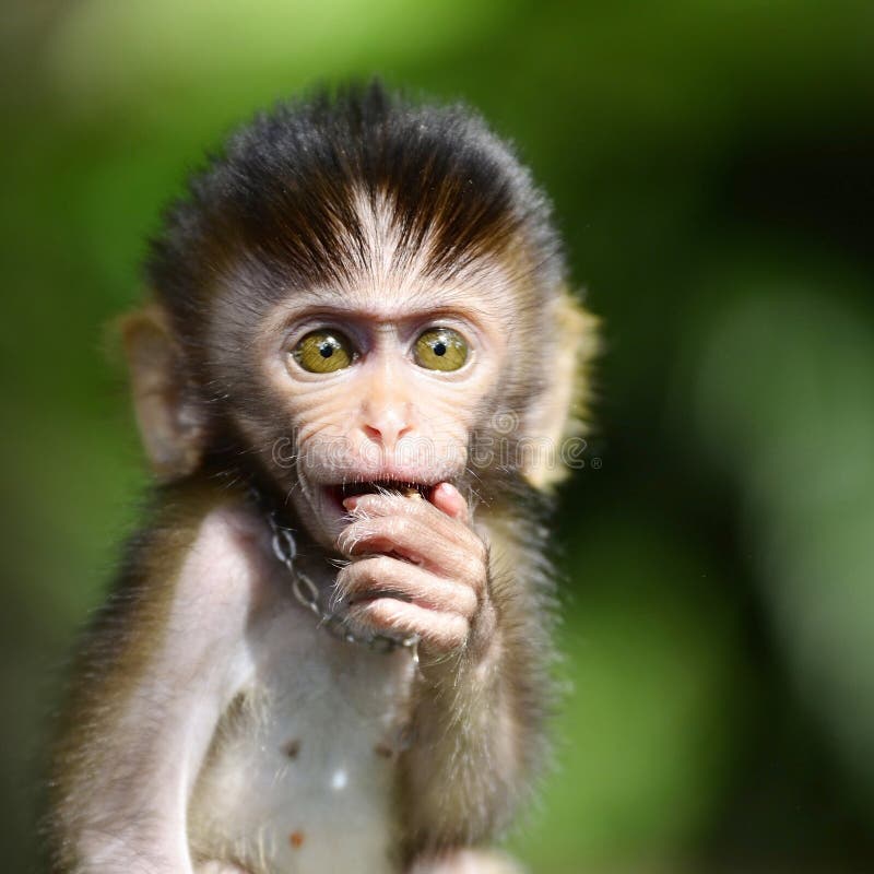 Vervet Monkey Looking Surprised Stock Image - Image of amazed, mouth ...