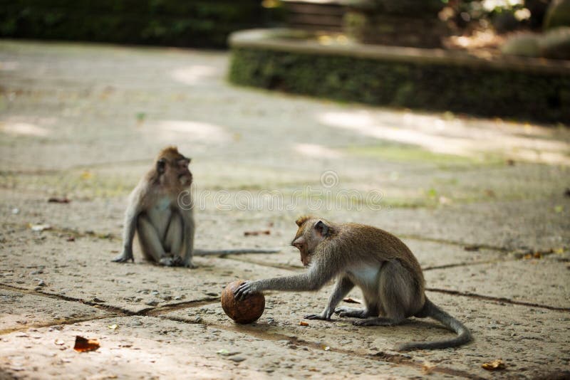 Monkey with ball stock photo. Image of soccer, forest - 31311868