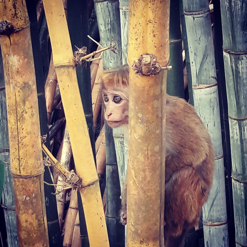Monkey in bamboo stock image. Image of bamboo, animal - 87492063