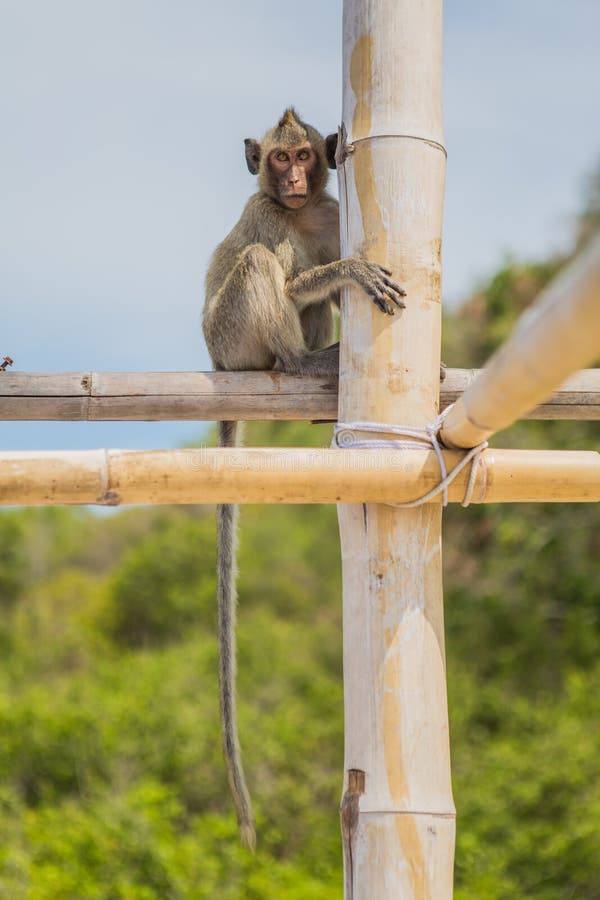 Monkey on the Bamboo Stick. Stock Image - Image of beast, crab: 55514249
