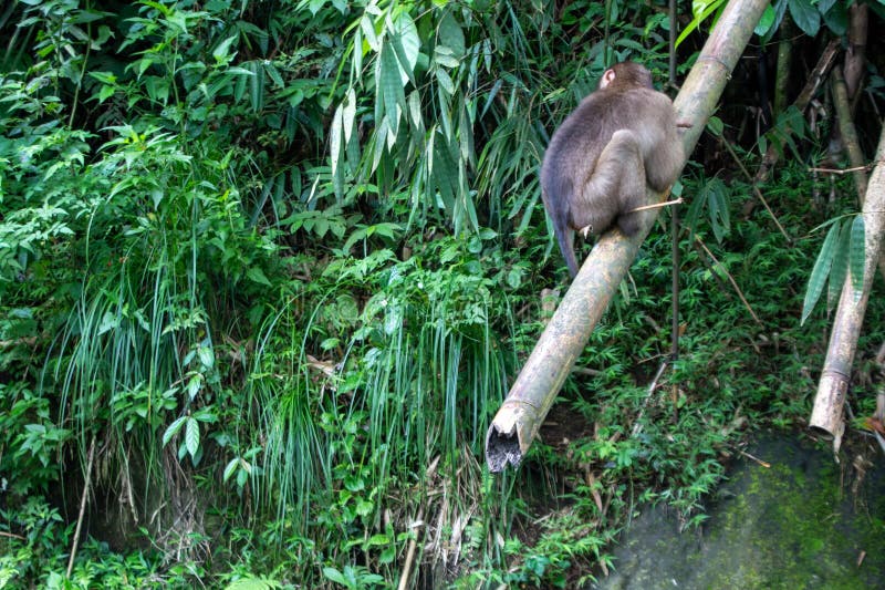 A monkey on a bamboo stick stock photo. Image of fauna - 291836262