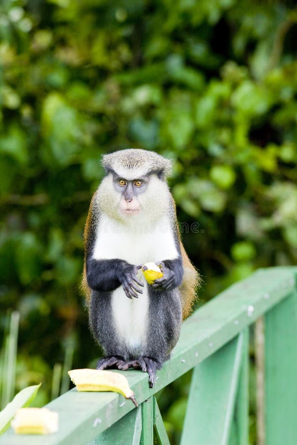 Monkey with banana stock photo. Image of antilles, central - 12960252