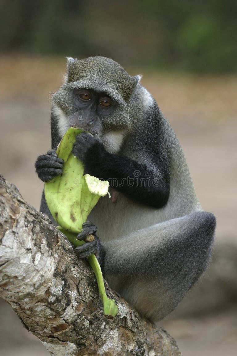 3,060 Monkey Banana Tree Stock Photos - Free & Royalty-Free Stock ...