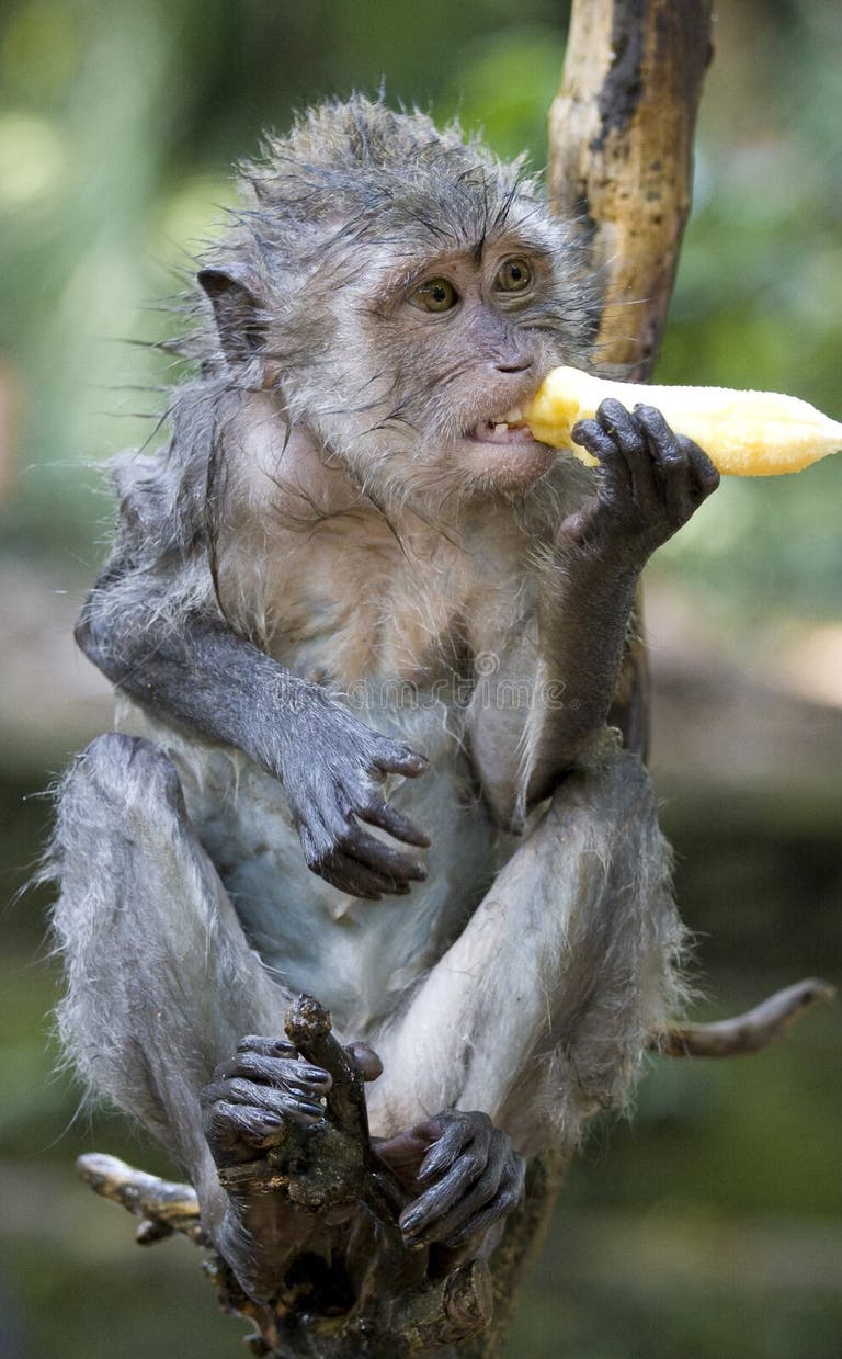 7,233 Monkey Banana Stock Photos - Free & Royalty-Free Stock Photos ...