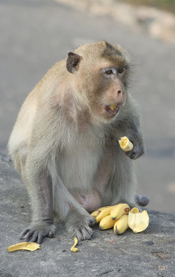 1,037 Fat Monkey Stock Photos - Free & Royalty-Free Stock Photos from ...