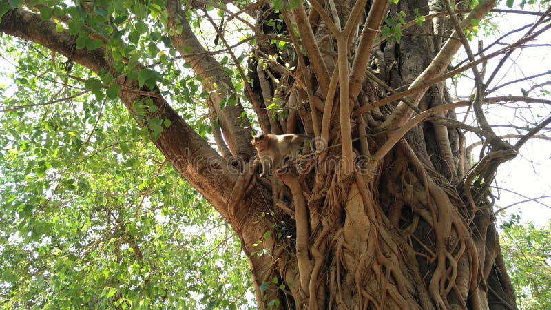 Makad Stock Photos - Free & Royalty-Free Stock Photos from Dreamstime