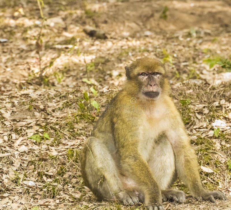 Angry Monkey stock photo. Image of africa, rage, defence - 7989276