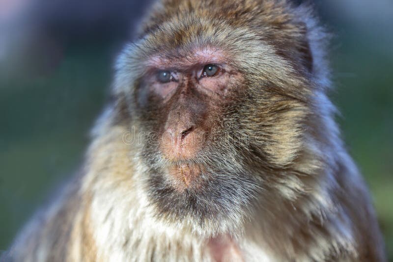 The Smile of the Monkey, the Barbary Macaque Macaca Sylvanus Stock ...