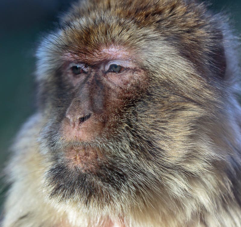 The Smile of the Monkey, the Barbary Macaque Macaca Sylvanus Stock ...