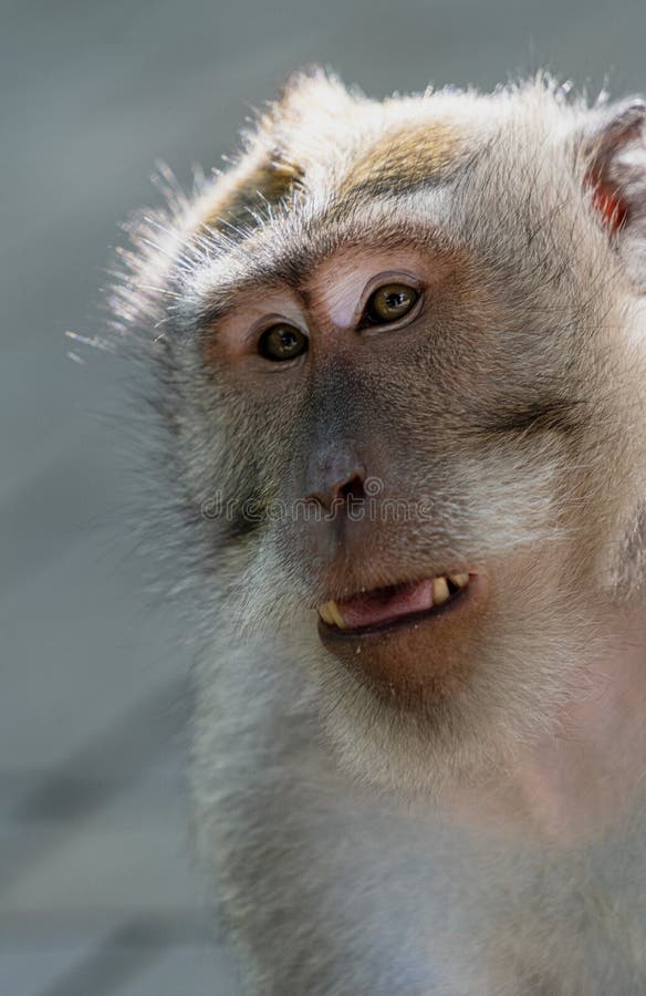 Indonesia - Monkey Bares His Teeth As Sign of Aggression Stock Image ...