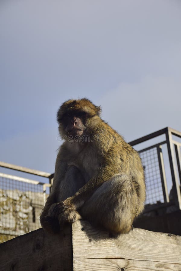 Monkey basking in the sun. stock image. Image of basking - 243473825