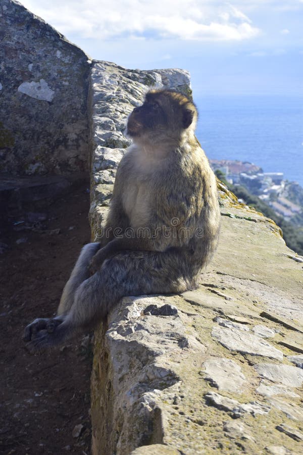 Monkey basking in the sun. stock image. Image of basking - 243473825