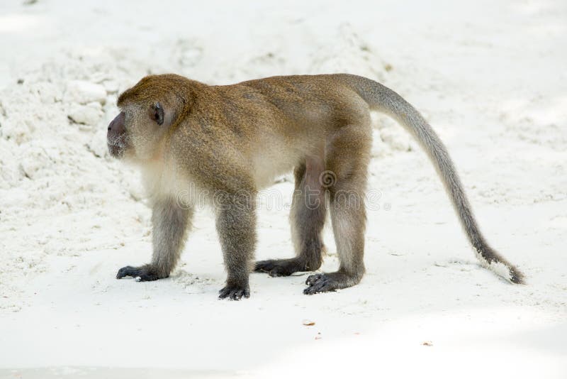 Monkey Beach. Crab-eating Macaque,Phi-Phi, Thailand Stock Image - Image ...