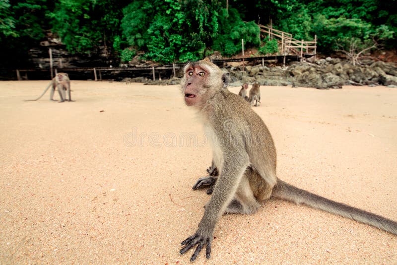 Monkey on the beach. stock photo. Image of monkey, tree - 86008074
