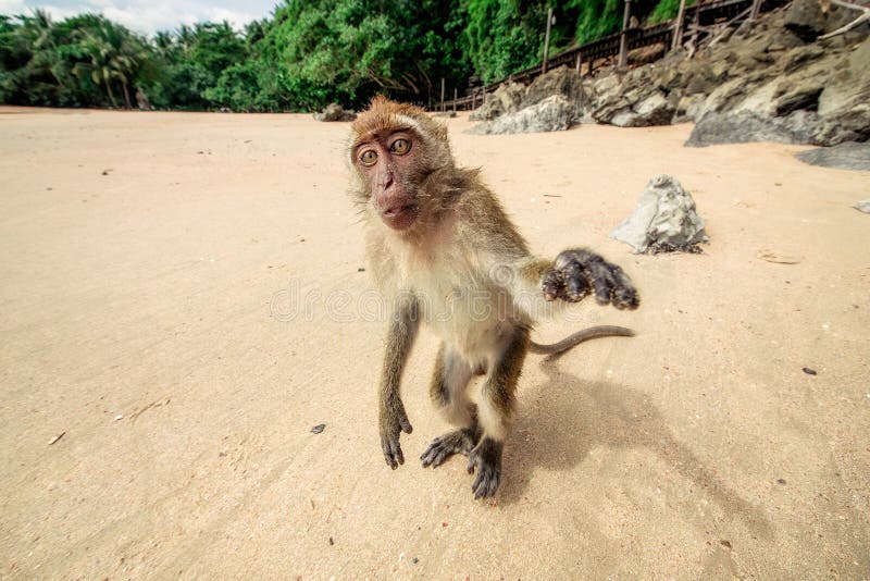 Monkey on the beach. stock photo. Image of beach, brown - 89711232