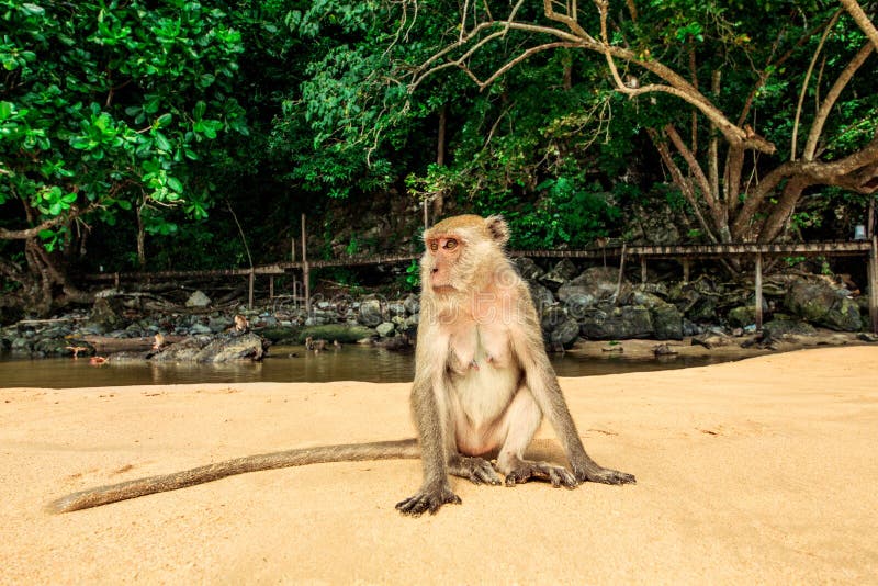 Monkey on the beach. stock photo. Image of wildlife, life - 90404486