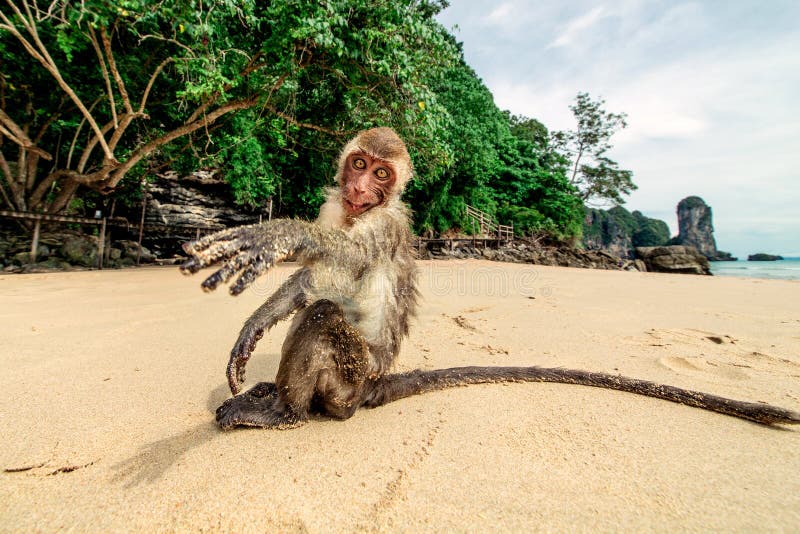 Monkey on the Sandy Beach of a Tropical Island in Search of Food Goes ...