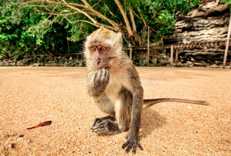 Monkey on the beach. stock photo. Image of outdoors, primate - 90411580