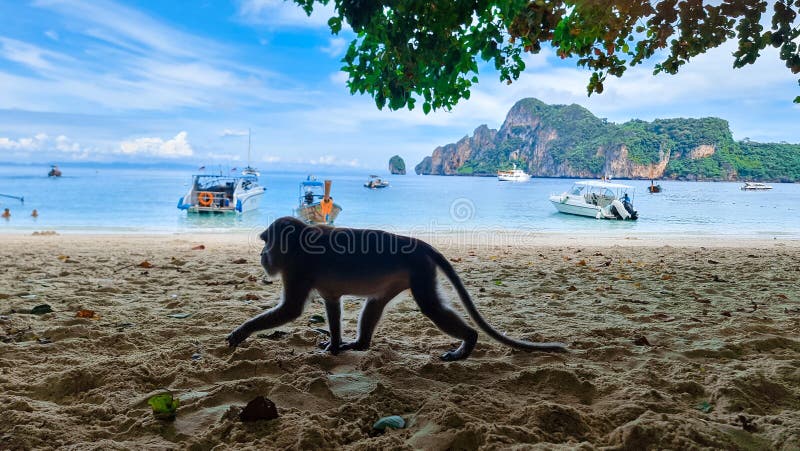 Monkey at the Beach in Koh Phi Phi Thailand, Monkey Beach Editorial ...