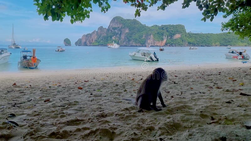 Monkey Beach Koh Phi Phi Thailand, Monkeys at the Beach in Koh Phi Phi ...