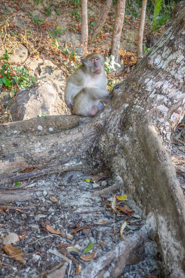 Monkey on the Monkey Beach in Phi Phi Don Island, Krabi, Thailand Stock ...