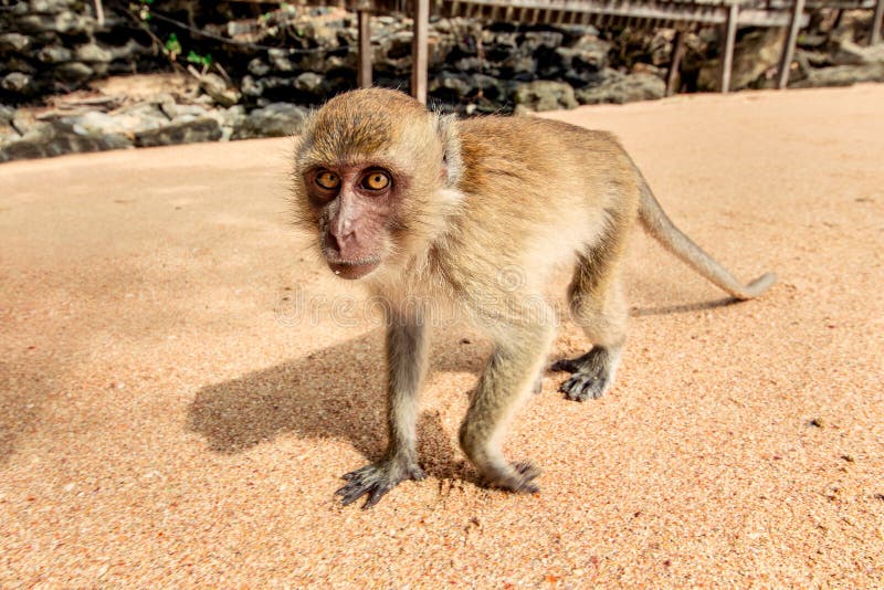 Monkey on the beach. stock photo. Image of cute, sand - 90409032