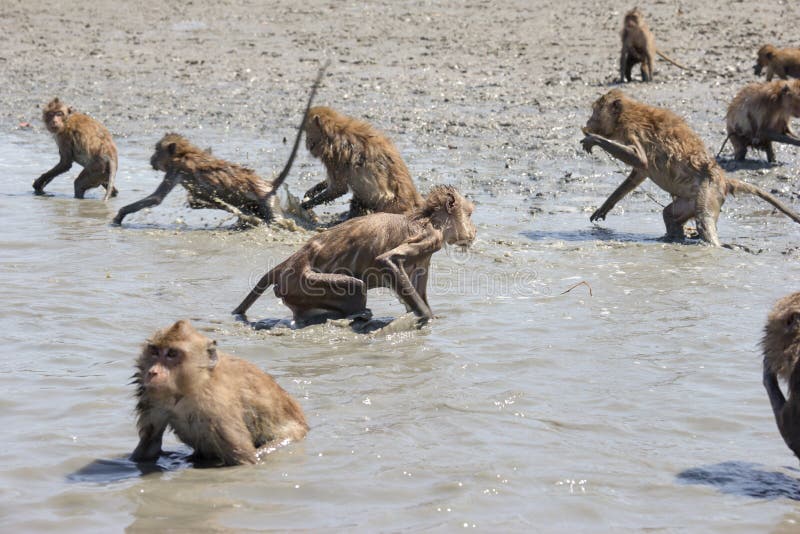Monkey on the Beach, Thailand Stock Image - Image of thailand, jungle ...