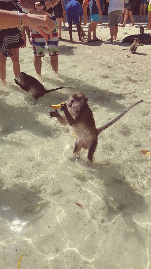 Monkey beach in Thailand stock photo. Image of vacation - 64571496
