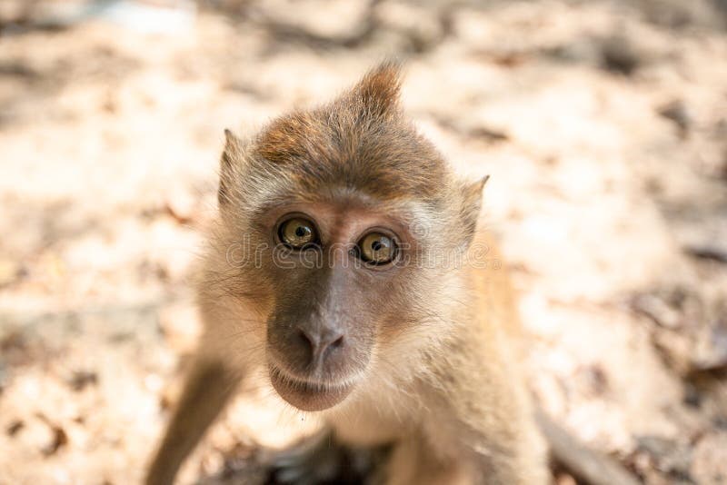 Monkey on the beach stock photo. Image of holiday, monkey - 48239676