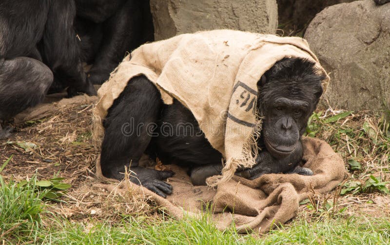 Monkey in Bed stock photo. Image of cover, shelter, animal - 30626424