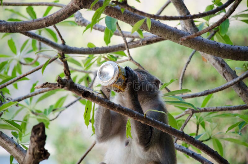 Monkey with beer stock photo. Image of album, island - 66303574