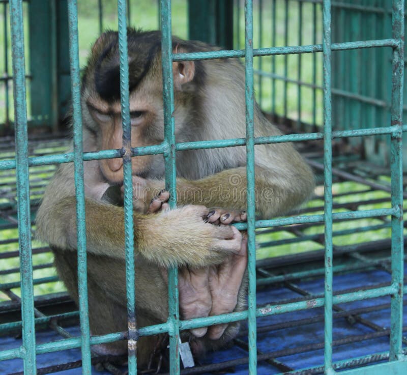 Monkey behind bars cage stock photo. Image of environmental - 276376192