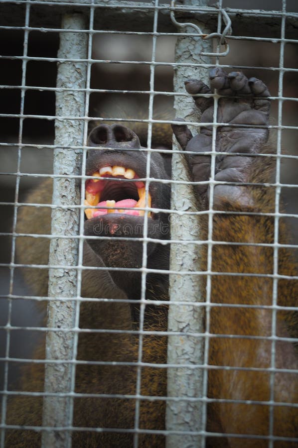 Hooded Capuchin Monkey Behind Bars Stock Image - Image of away ...