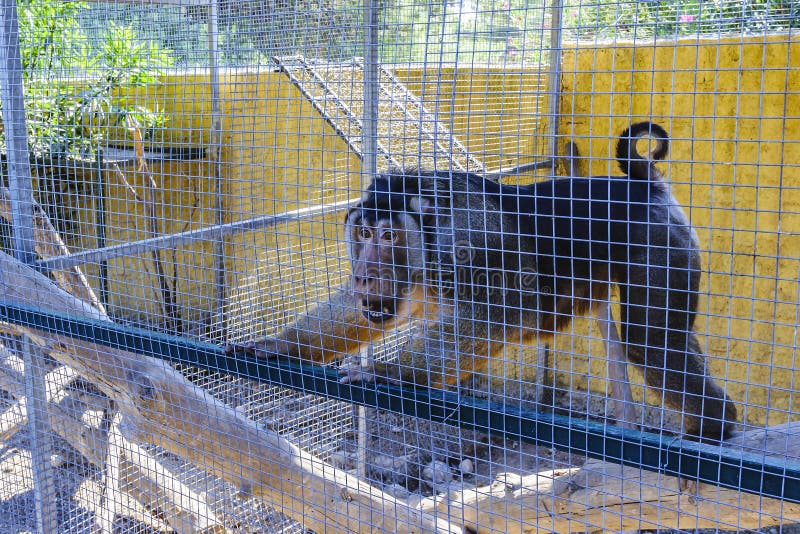 A Monkey Behind Bars in an Open-air Cage in a Zoo and Her Emotions in ...