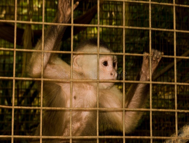 MONKEY BEHIND the BARS stock photo. Image of primate - 88812648