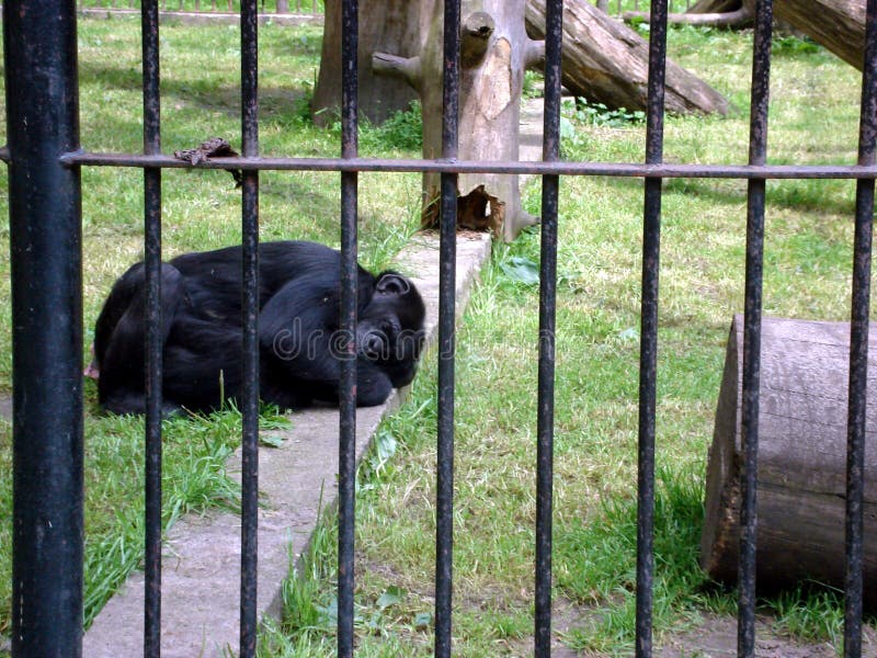 Monkey Behind Bars in a Zoo Stock Photo - Image of sleepy, lattice ...