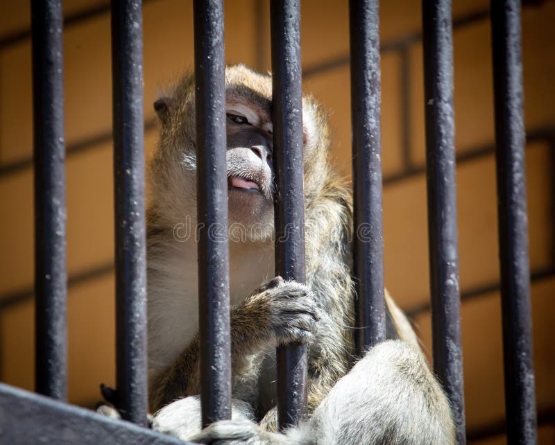 Monkey Behind Bars at the Zoo Stock Image - Image of freedom, natural ...