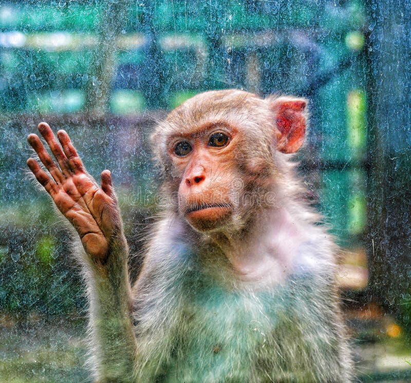 Monkey Behind Glass at Zoo . Captivity Stock Photo - Image of bear ...