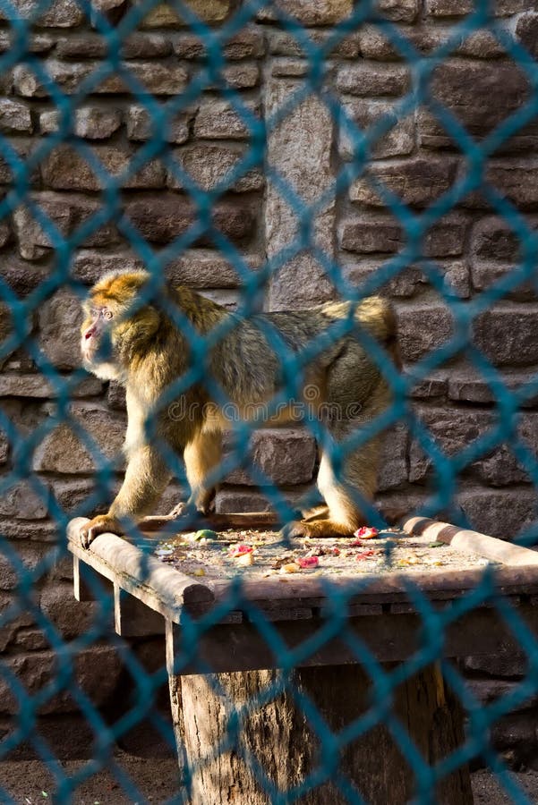 Monkey Behind a Mesh Fence stock image. Image of outdoor - 365259763