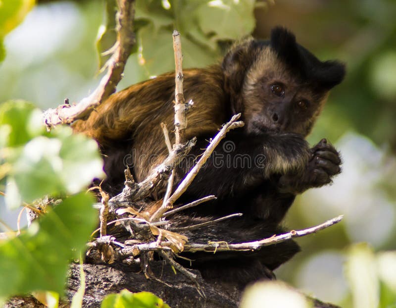 Monkey in tree stock image. Image of expression, outside - 140337041